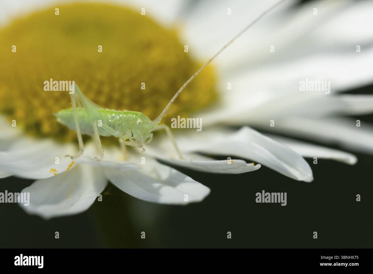 Oak bush cricket (Meconema thalassinum) juvenile baby insect on an ...