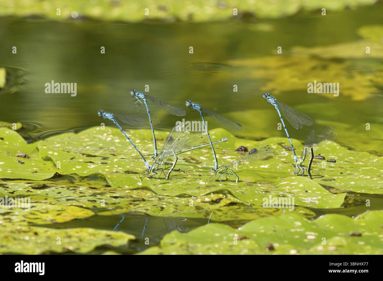 Common blue damselfly (Enallagma cyathigerum) four adult pairs of ...
