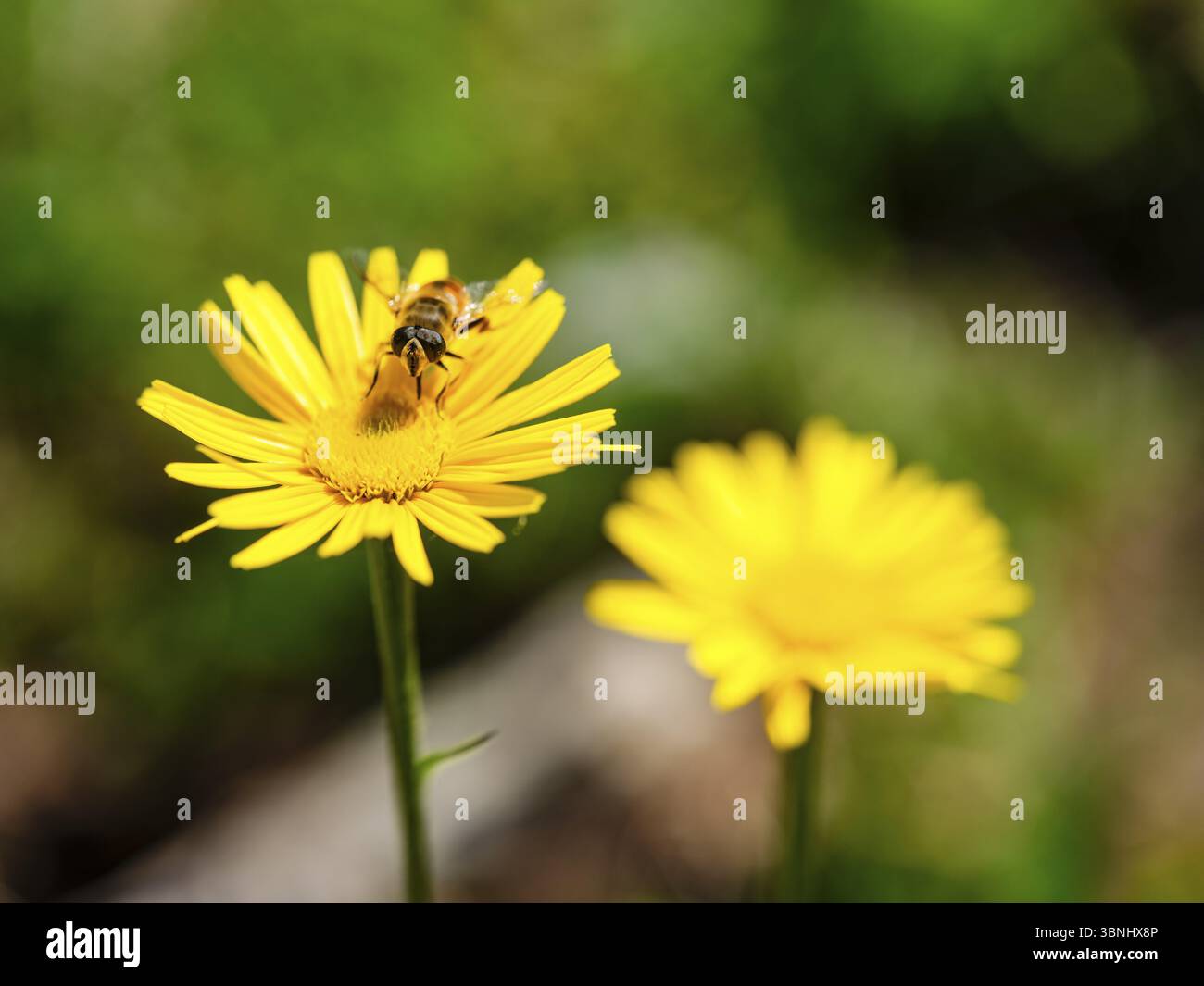 Hoverfly dung bee (Eristalis tenax) on the ox-eye daisy (Buphthalmum ...