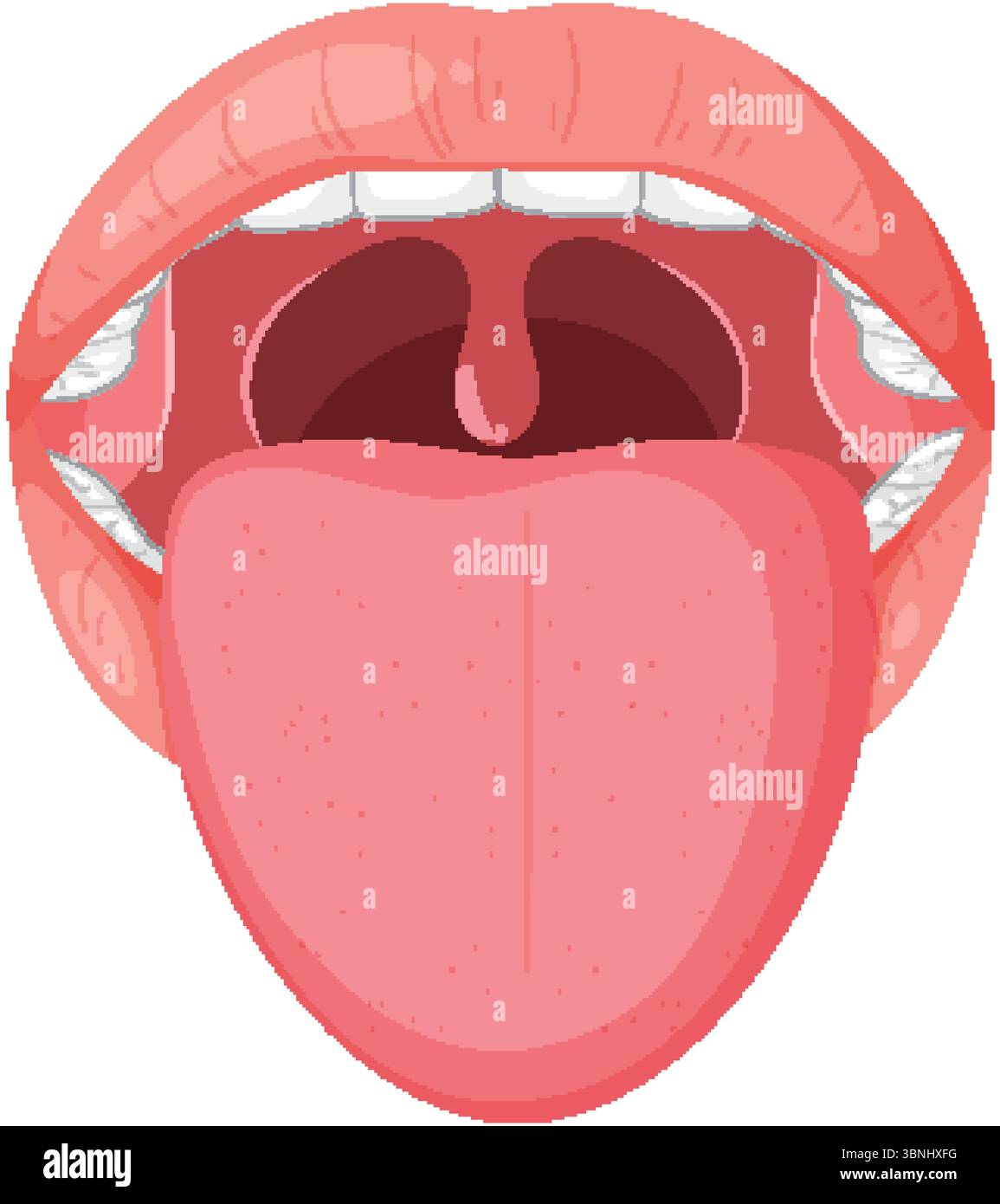 A detailed anatomical illustration Cut Out Stock Images & Pictures - Alamy