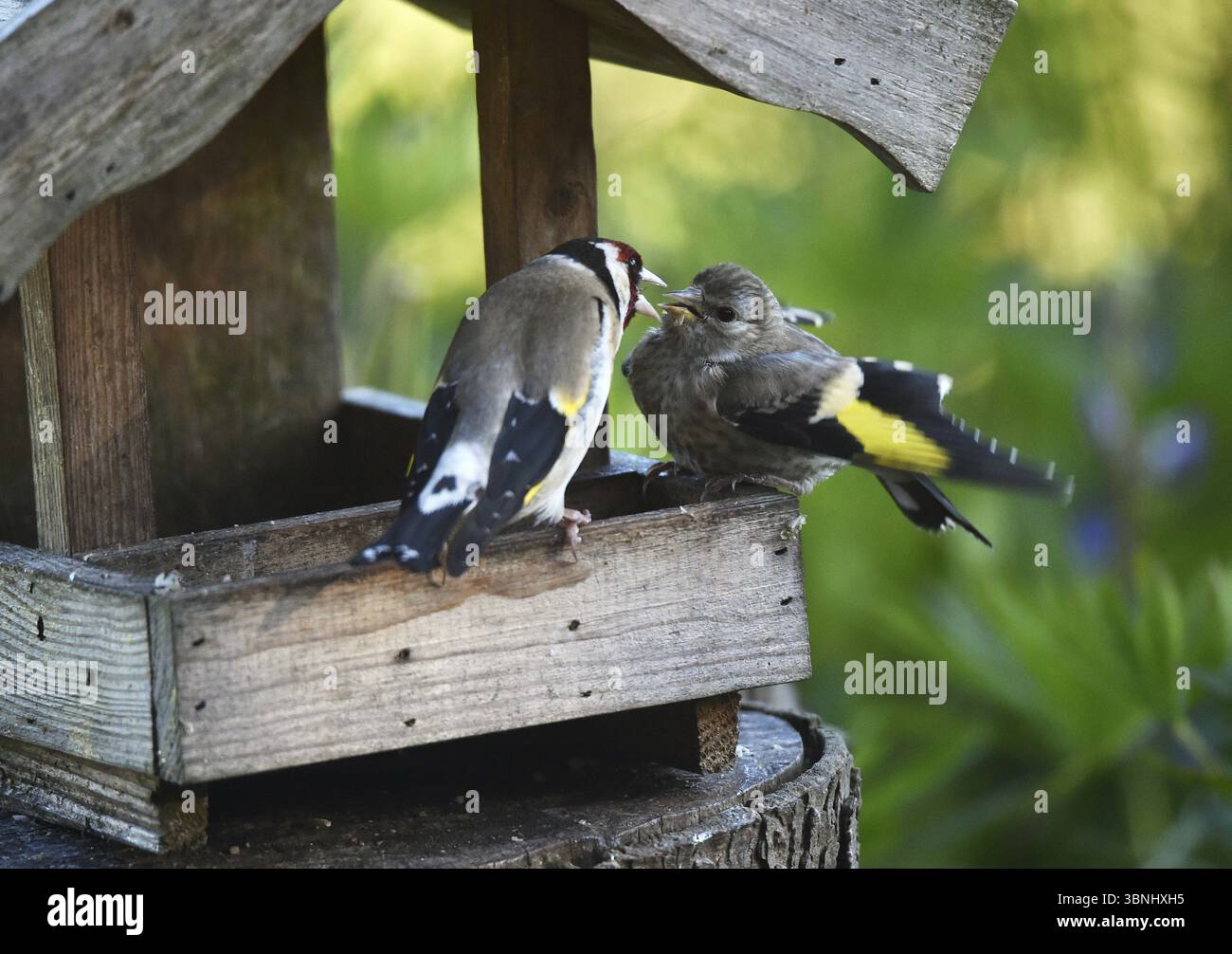 Goldfinch fledgling feeding hi-res stock photography and images - Alamy