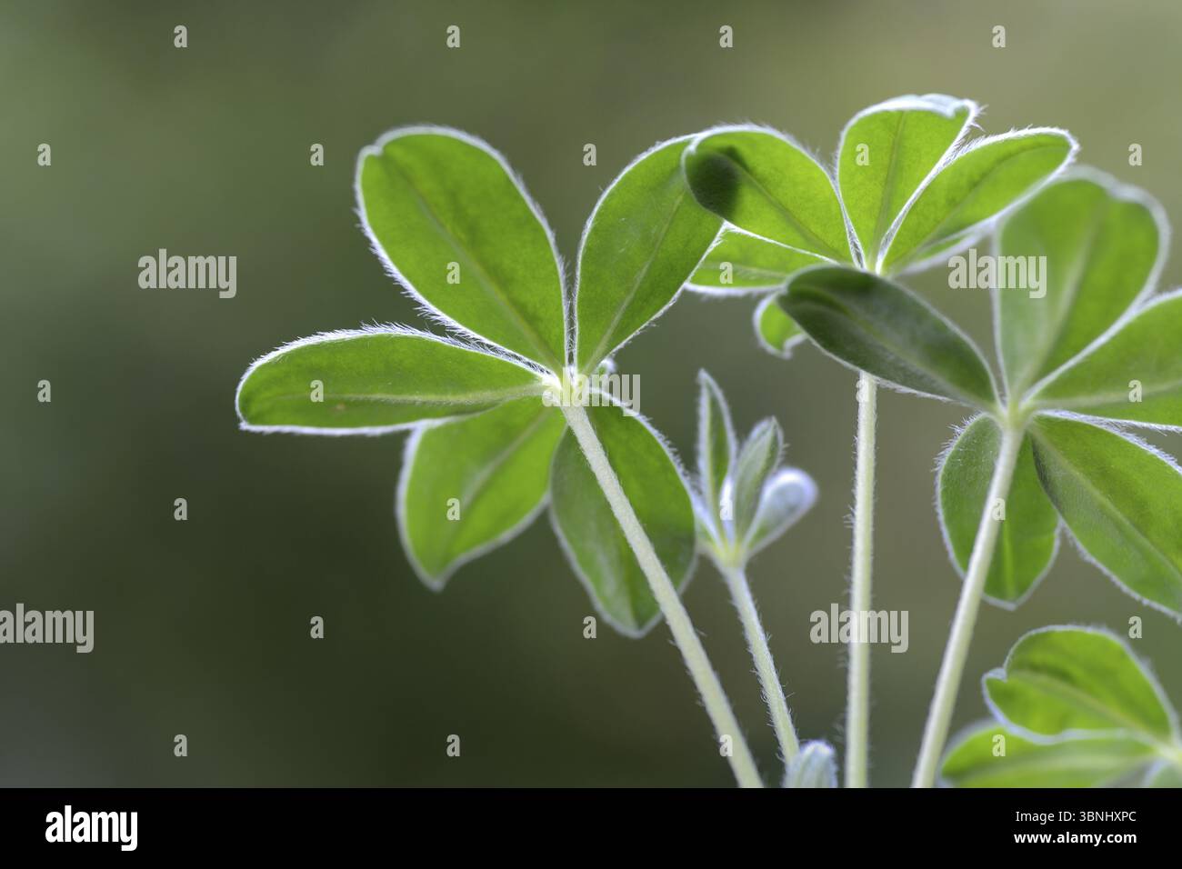 Lupin, young plant of the sweet lupin, Lupinus albus, variety 'Amiga ...