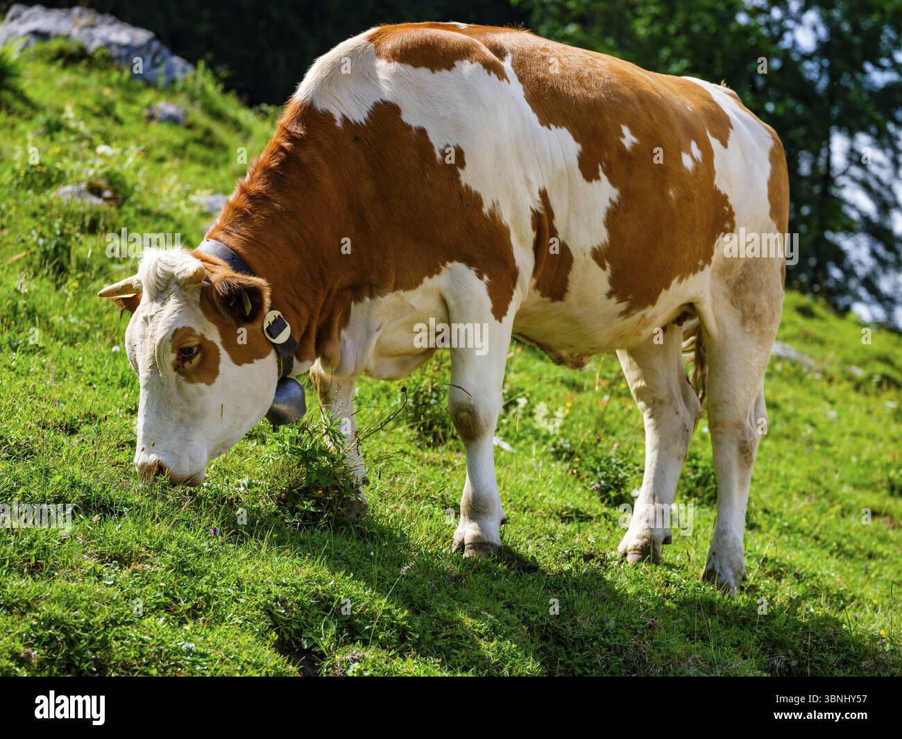 Dairy cow eating grass on the mountain pasture, Jenner, Berchtesgaden ...