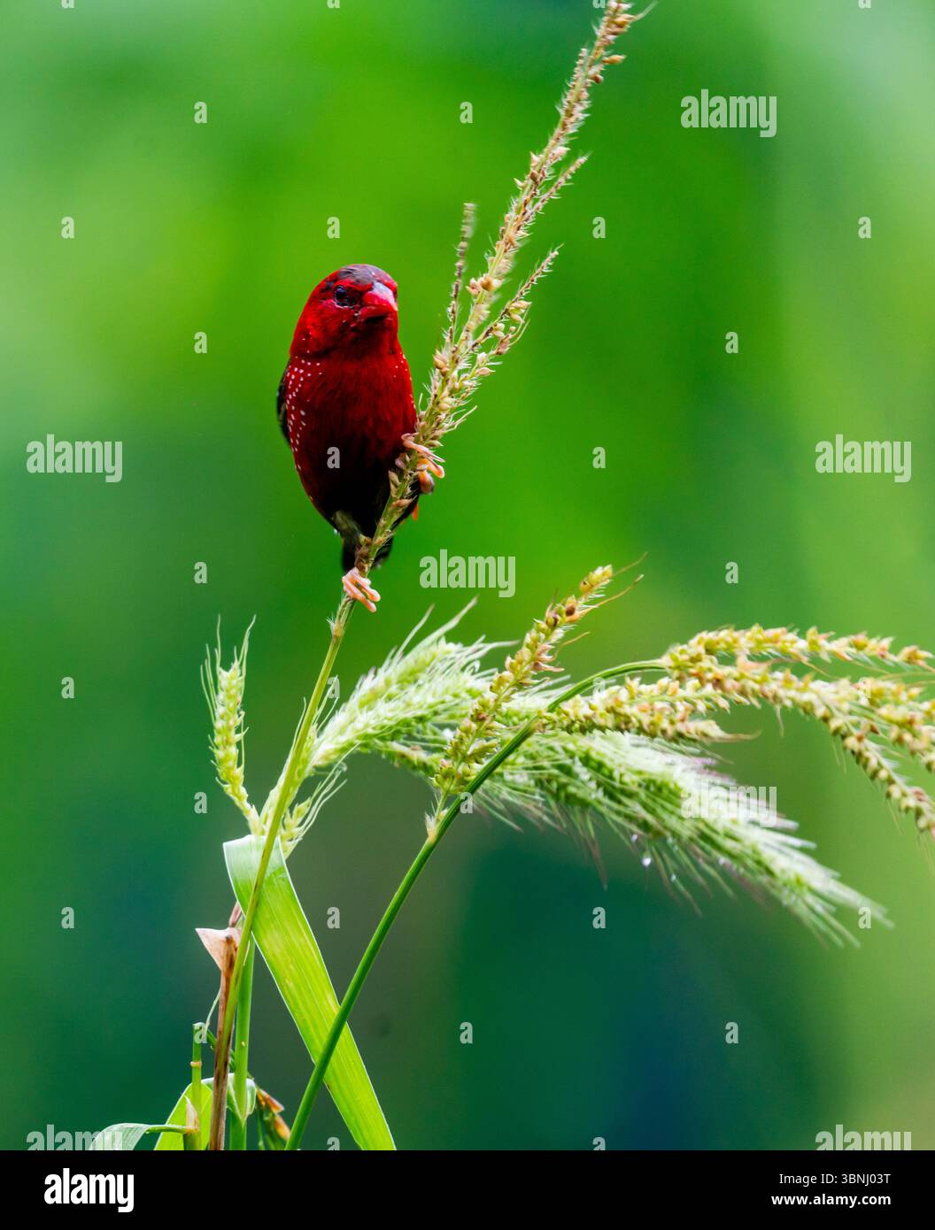 Crimson bird on wild grass Stock Photo - Alamy