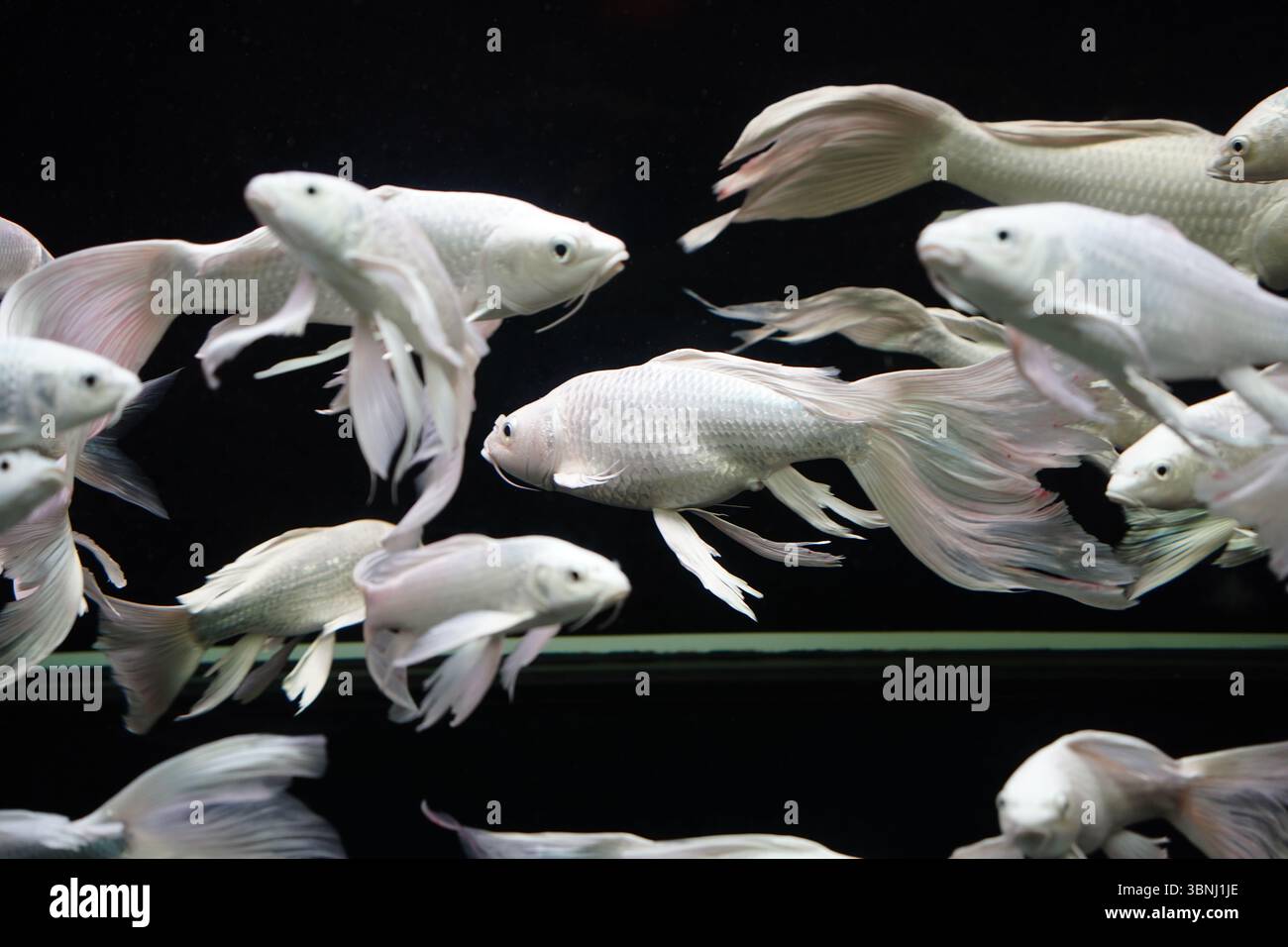 Long fin koi hi-res stock photography and images - Alamy