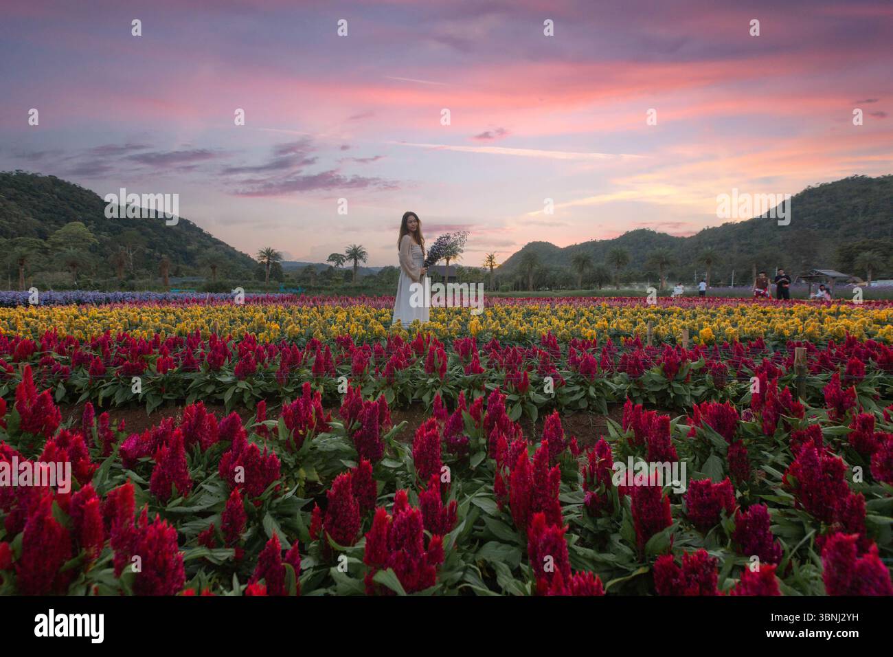 The beauty women of vast flower field in full bloom stretches. The ...