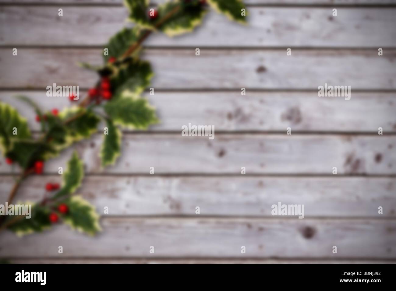 Holiday-themed flat design is showing yellow-edged holly branch with ...