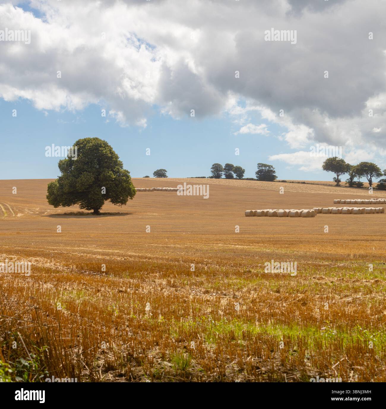 Solitary broadleaf tree is standing in flat design farmland scene ...