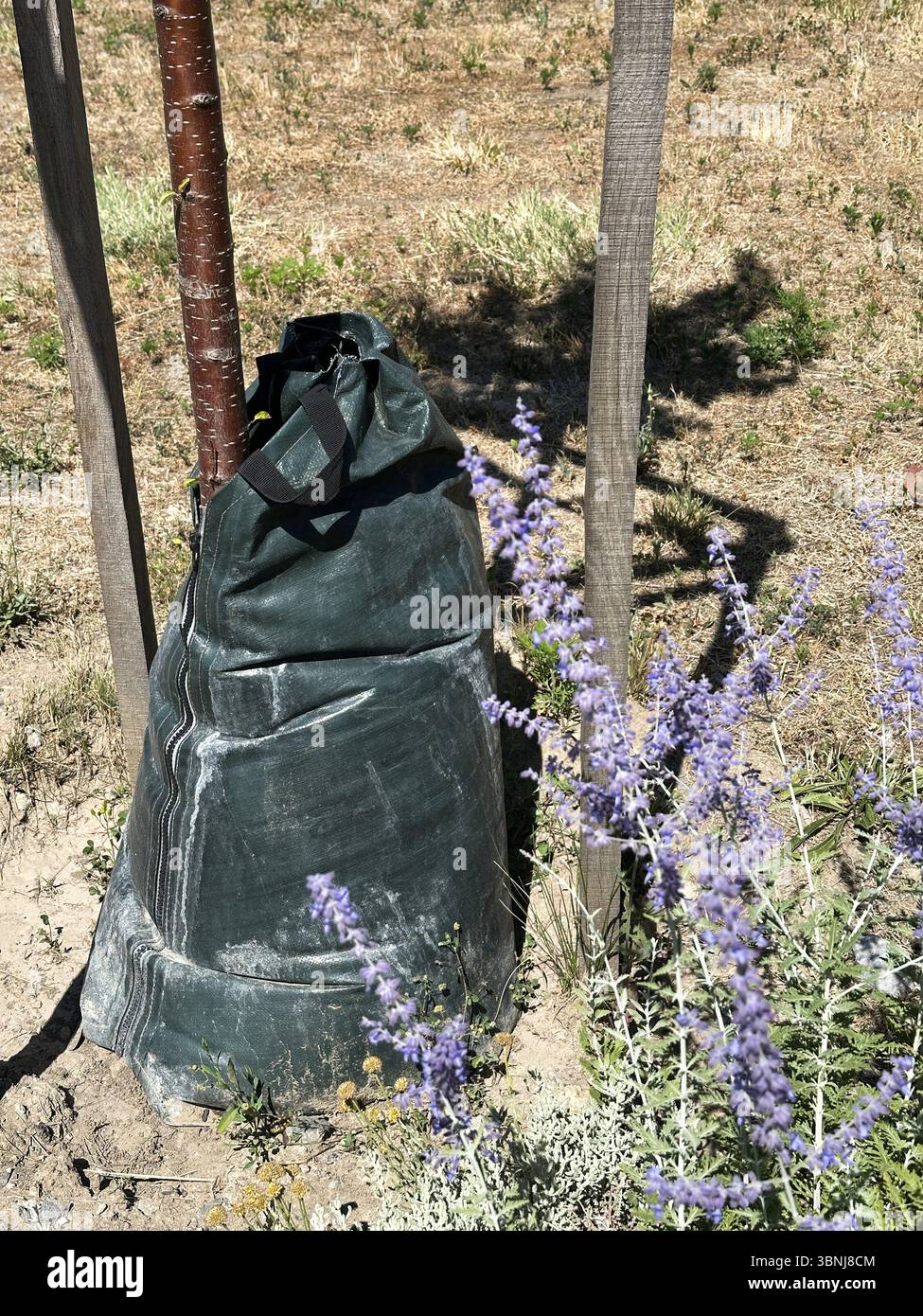 Protective sack on a young tree trunk summer time Stock Photo - Alamy
