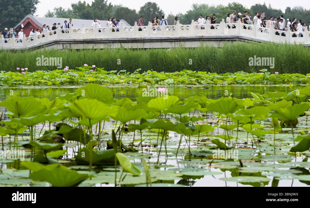 **CHINESE MAINLAND, HONG KONG, MACAU AND TAIWAN OUT** Lotus flowers ...