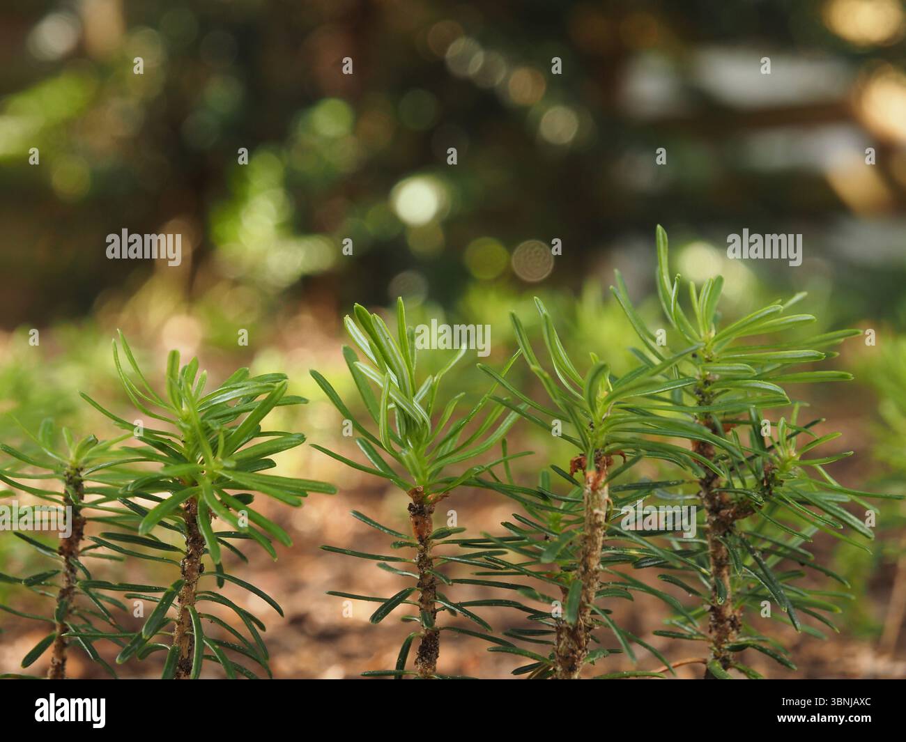 Small Korean fir seedlings in the undergrowth, the forest of tomorrow ...