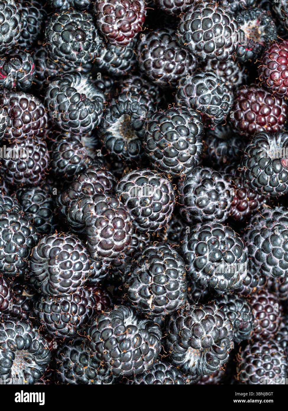 Pile of fresh harvested ripe Black raspberries (Rubus occidentalis L ...