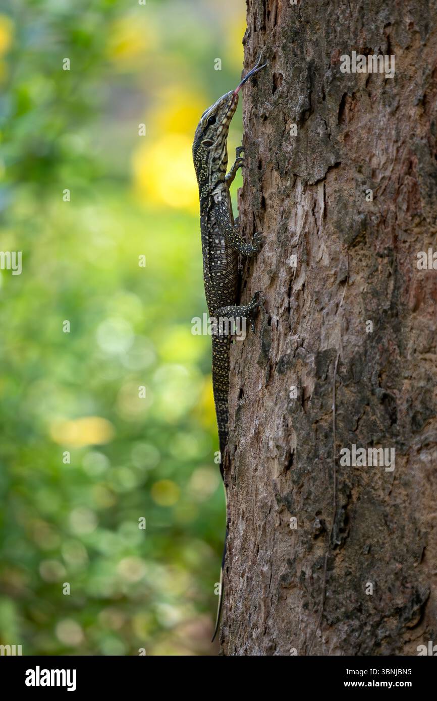 Clouded Monitor - Varanus nebulosus, beautiful large monitor lizard ...