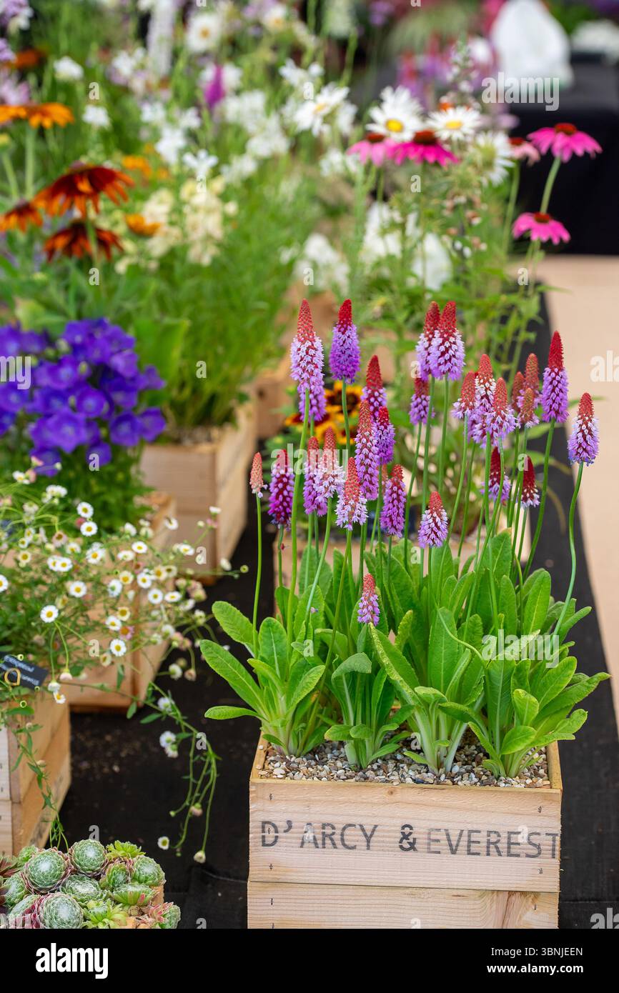 East Mosley, UK. 30th June, 2025. Beautiful flowers and succulents at ...
