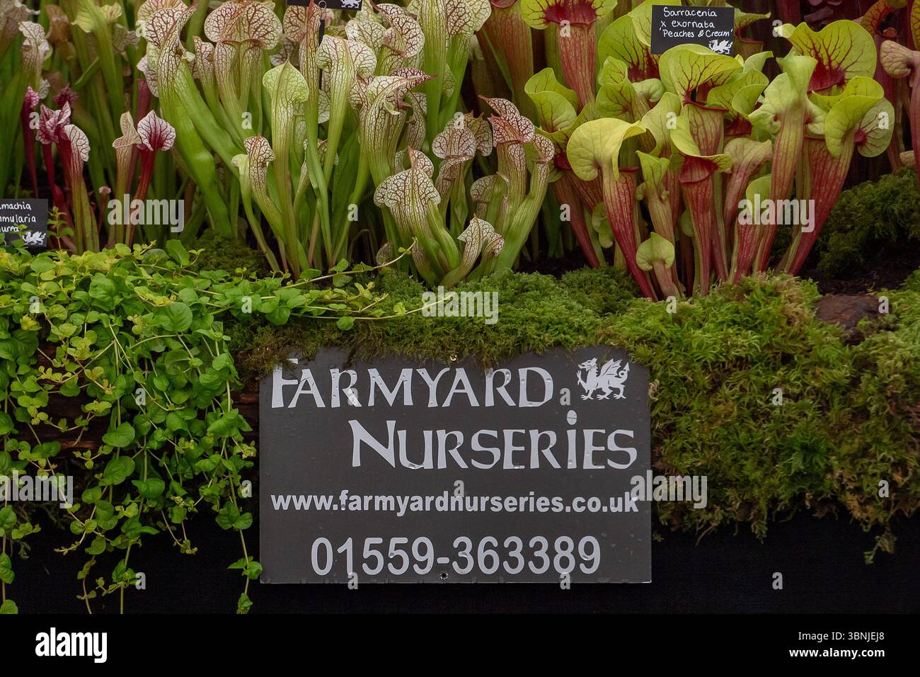 East Mosley, UK. 30th June, 2025. A display by exhibitors Farmyard ...