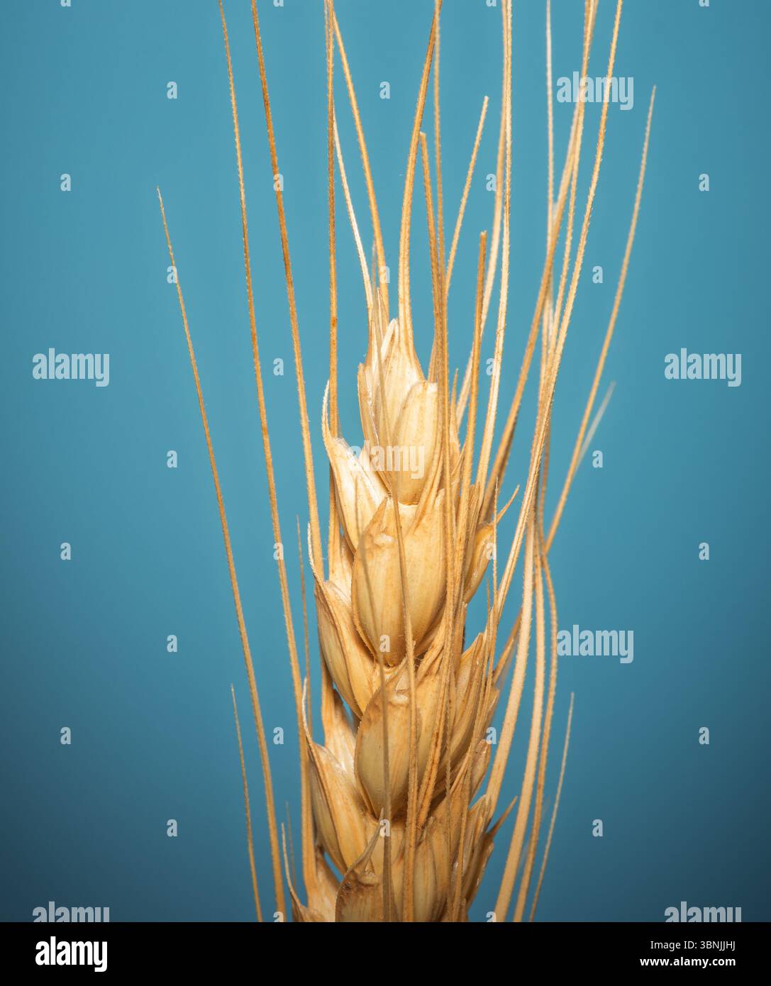 Single wheat ear isolated on a plain blue background. The dried golden ...