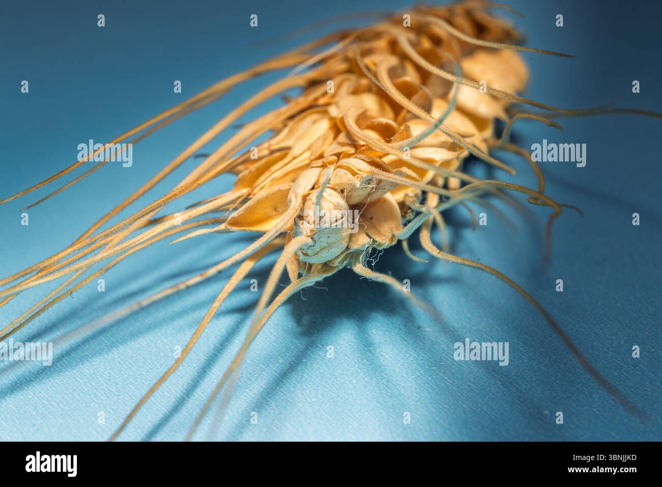 Extreme close-up of a single ripe wheat ear with visible grain and ...