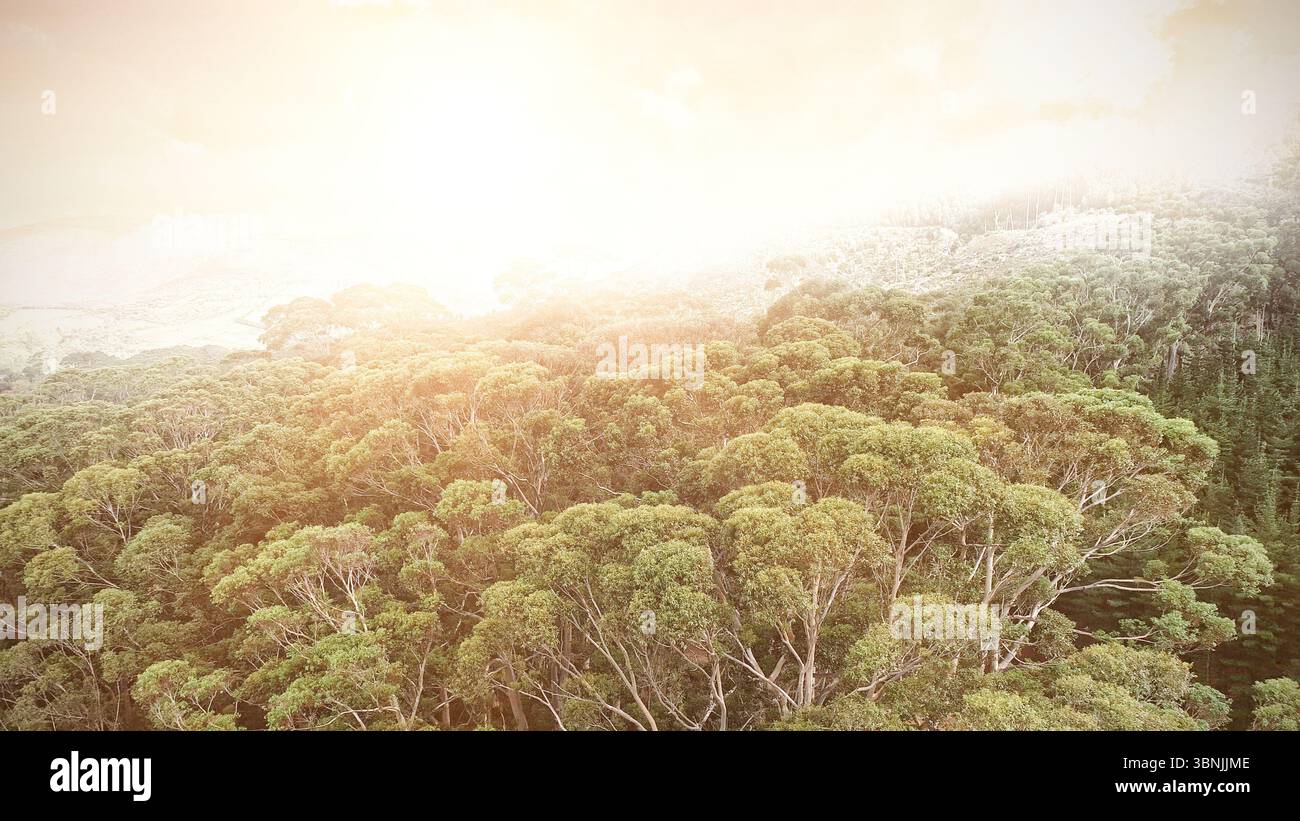 Forest under sunset sunbeams, Areal view Stock Photo - Alamy