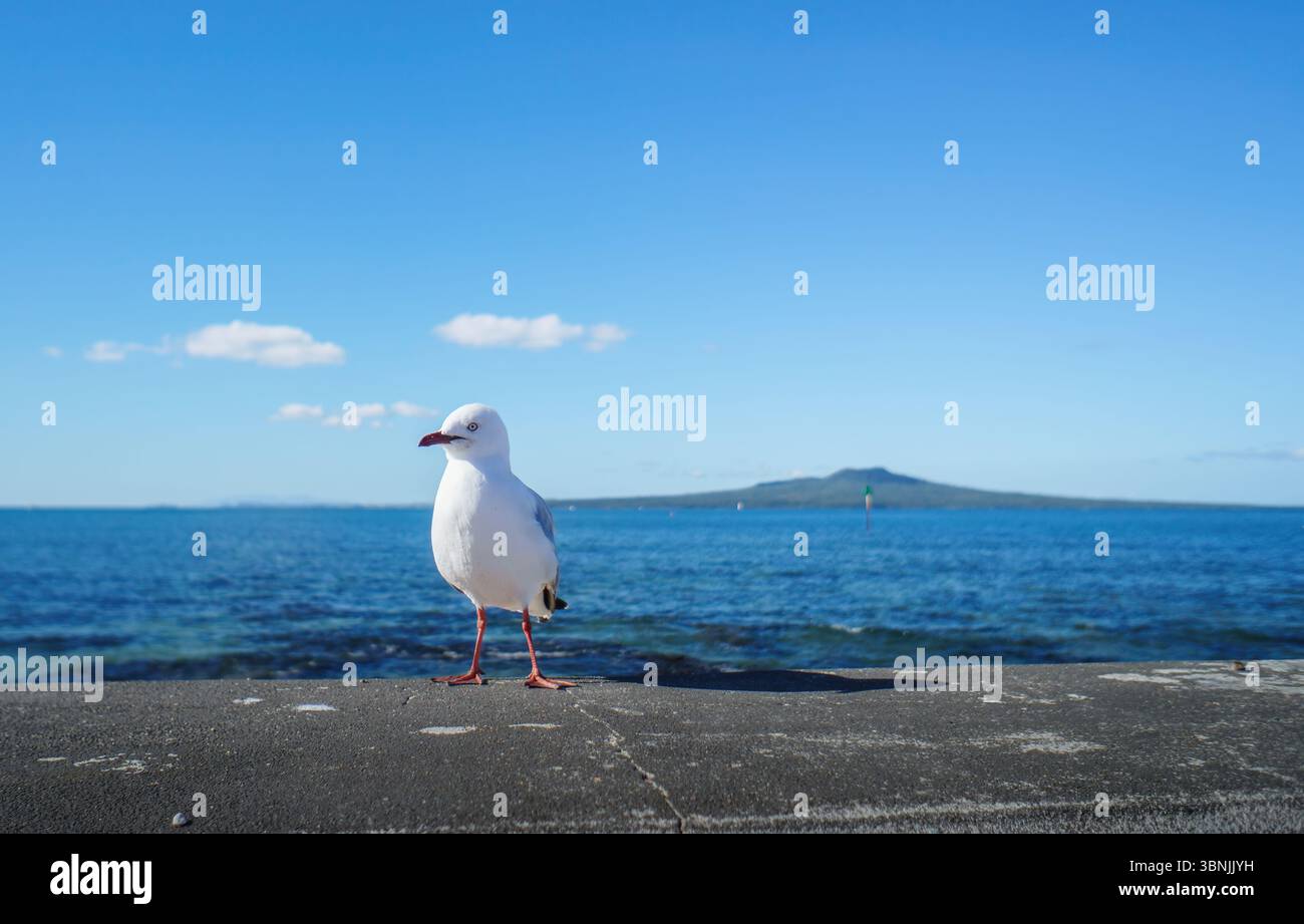 Seagull on the seawall. Rangitoto Island in the distance. Takapuna ...