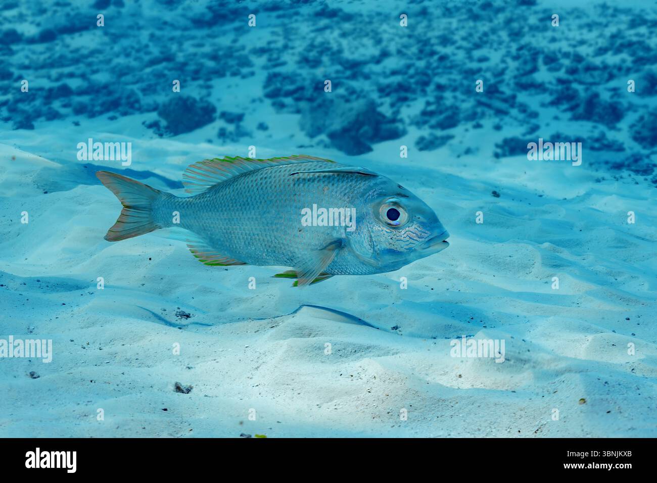 Big eye sea bream photography hi-res stock photography and images - Alamy