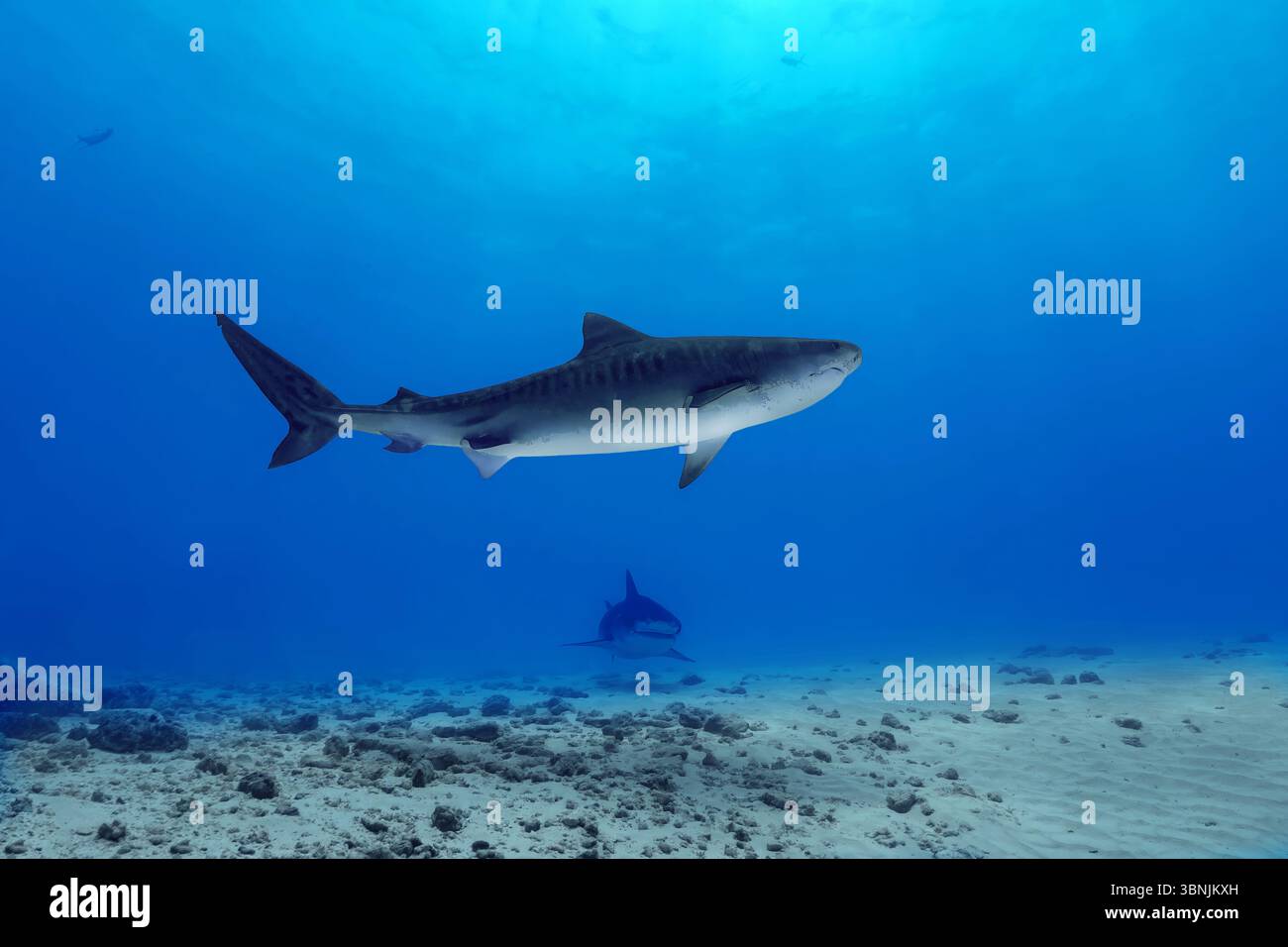 A majestic tiger shark swims gracefully above the sandy ocean floor in ...