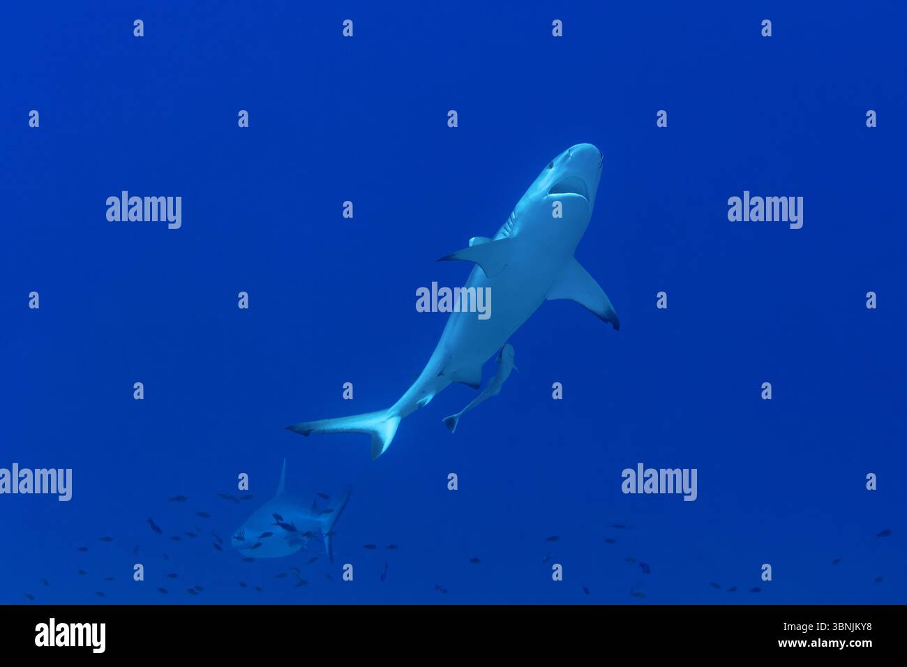 Grey reef sharks gracefully navigate the crystal-clear waters of the ...