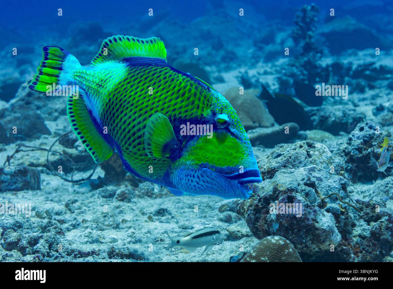 A vibrant titan triggerfish swims gracefully amidst the coral reefs of ...
