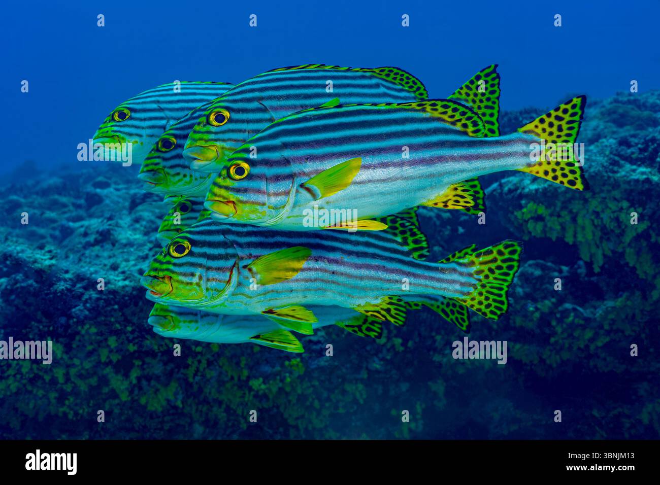 Oriental sweetlips, Plectorhinchus vittatus, glide through vibrant ...