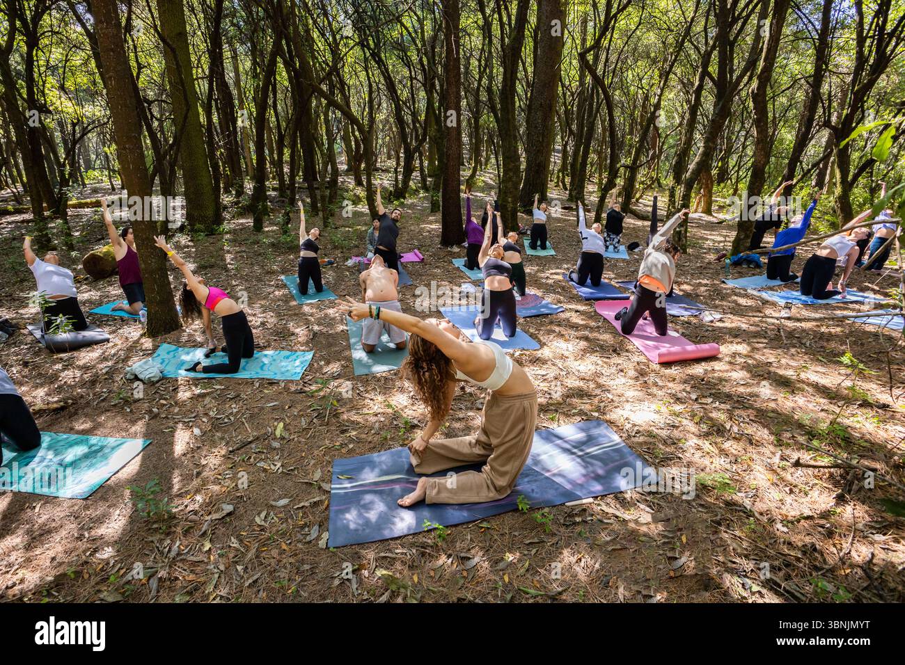 A group embraces a peaceful outdoor yoga session in a serene forest ...