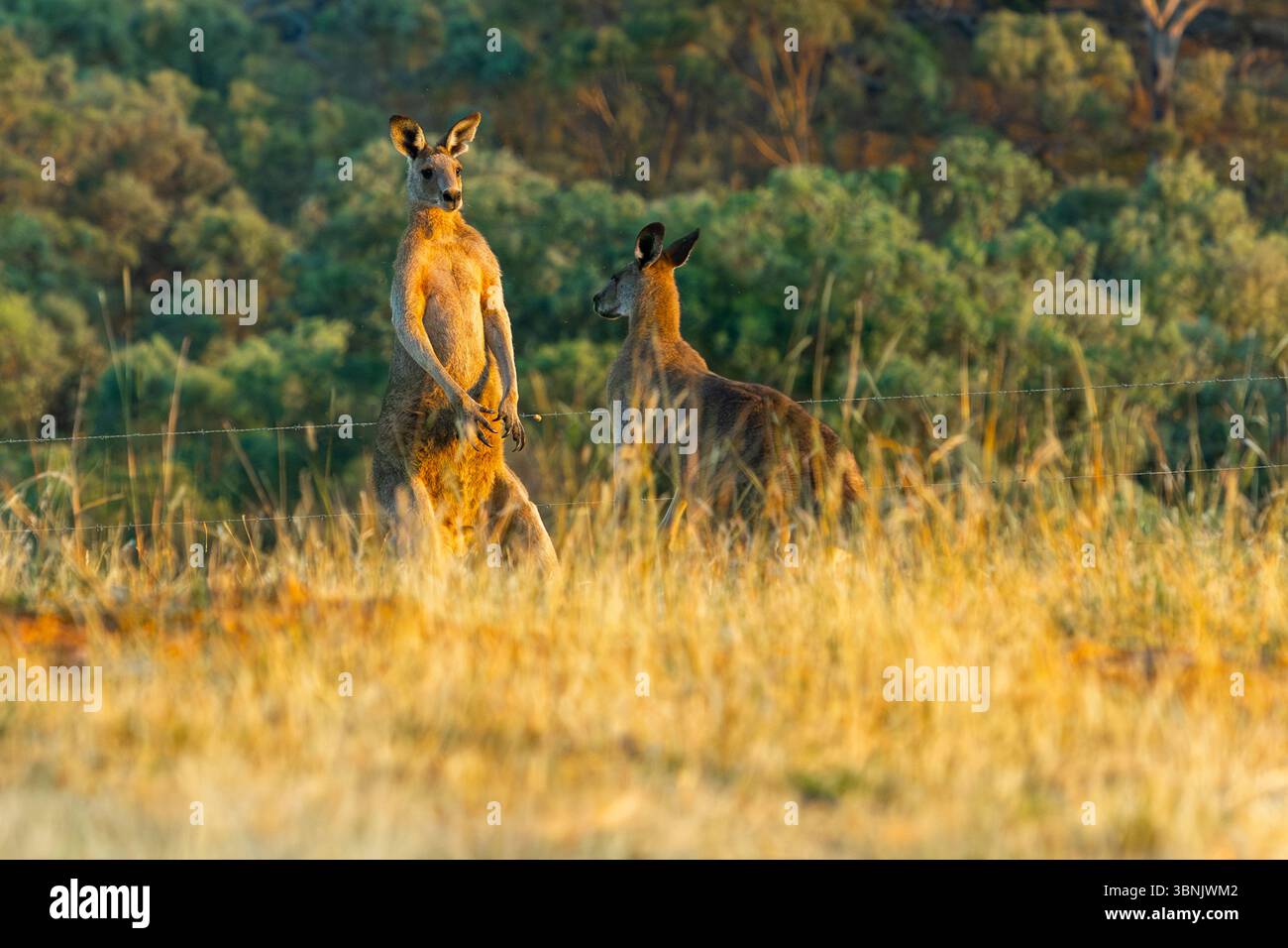 Two kangaroos stand gracefully in a sunlit Australian wilderness. The ...