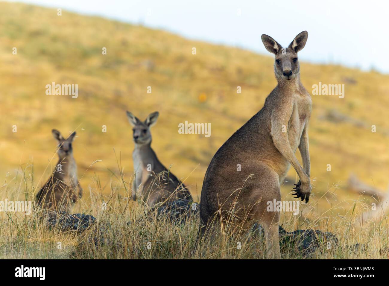 Group of kangaroos stands hi-res stock photography and images - Alamy