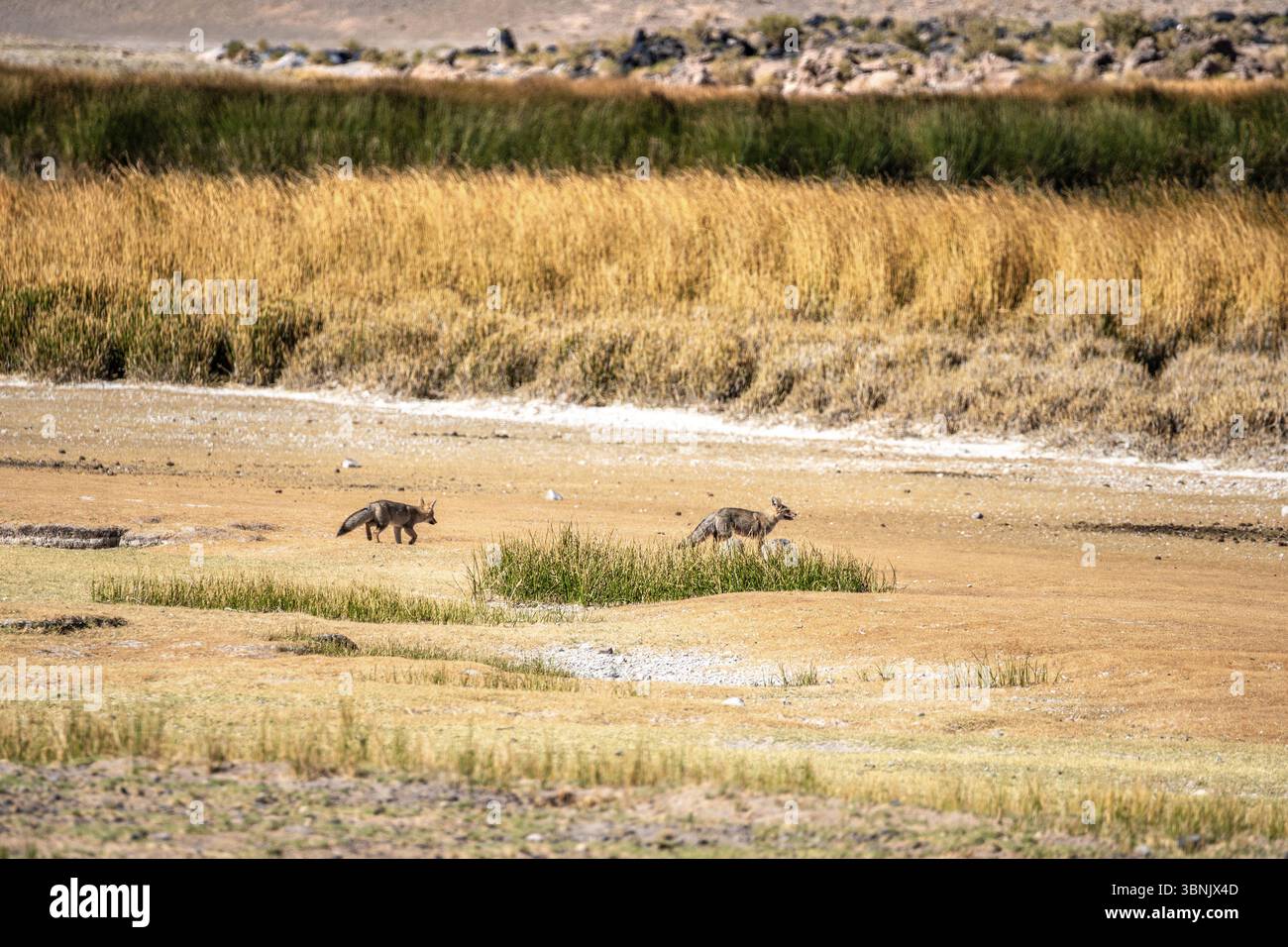 Two jackals roam the arid, grassy plains of La Puna, Argentina. The dry ...