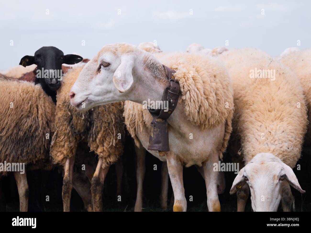 A tranquil scene of black sheep grazing in between cream flock sheep in ...