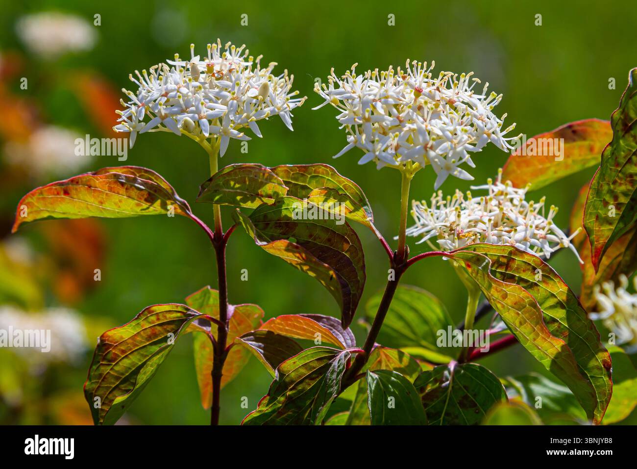 Cornus sanguinea red dog plant with flower and full leaf. Cornus ...
