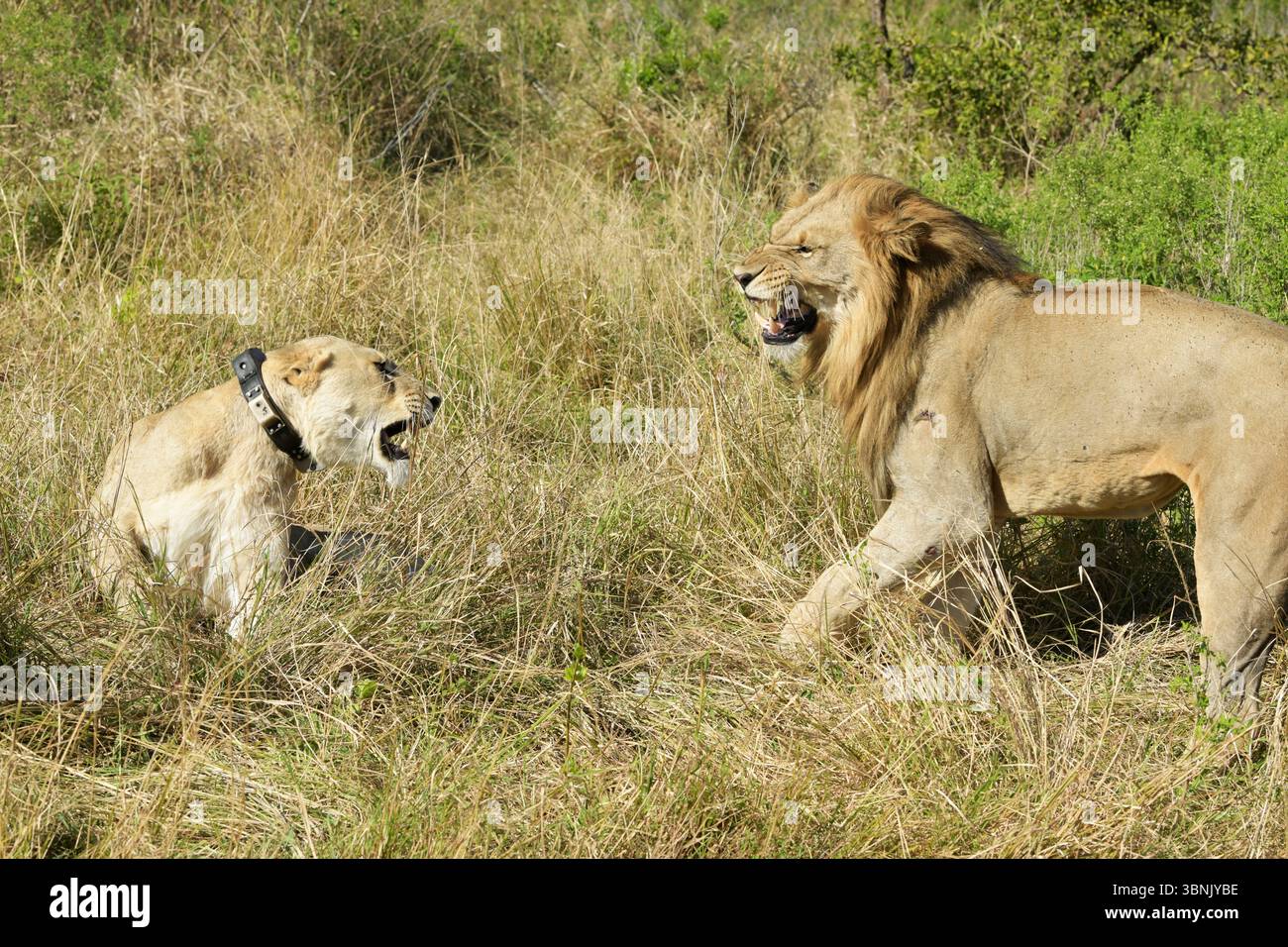 Male Lion, Panthera leo, interacting with lioness fitted with wildlife ...