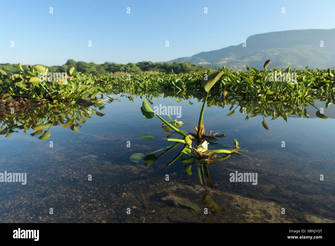 Destroying native habitat hi-res stock photography and images - Alamy