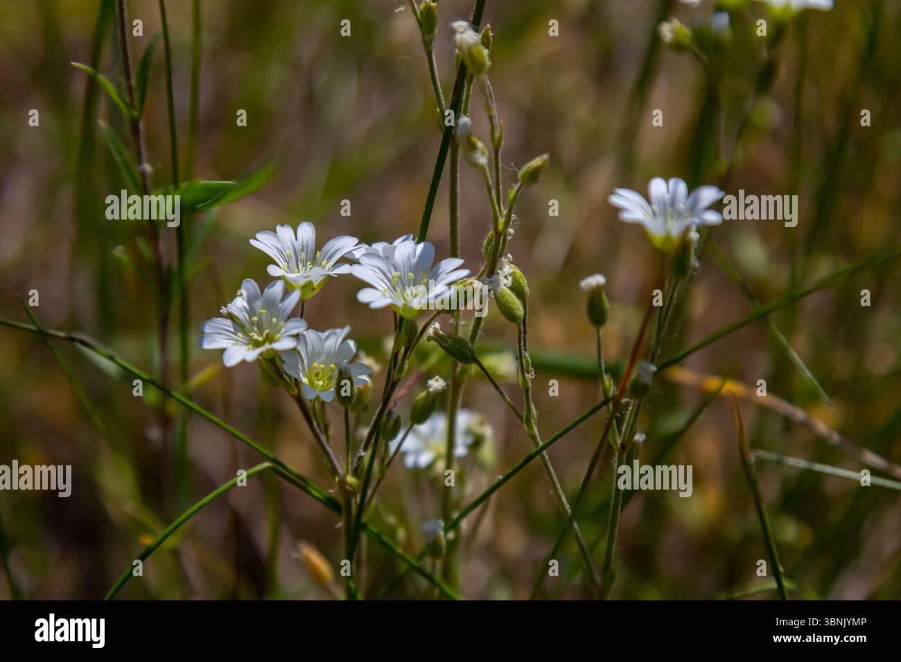 Cerastium arvense blooms in early June in the garden. Cerastium arvense ...