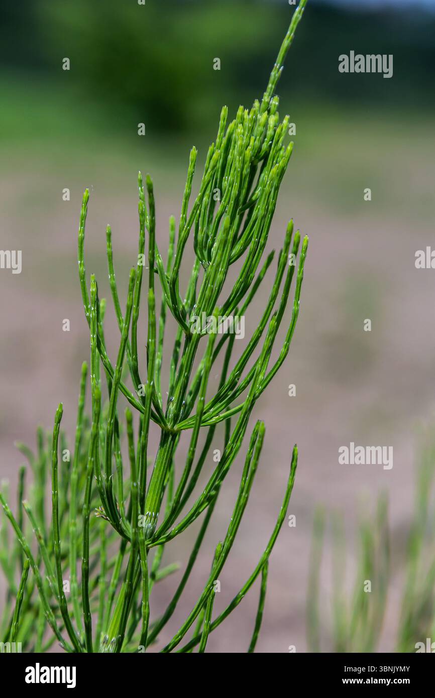 Horsetail field Equisetum arvense grows in the wild Stock Photo - Alamy