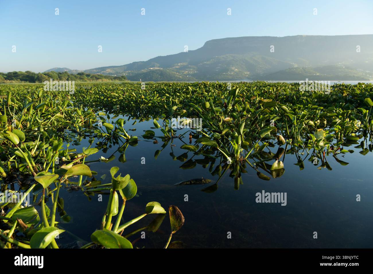 Invasive plant species, Water Hyacinth, Eichhornia crassipes, aquatic ...