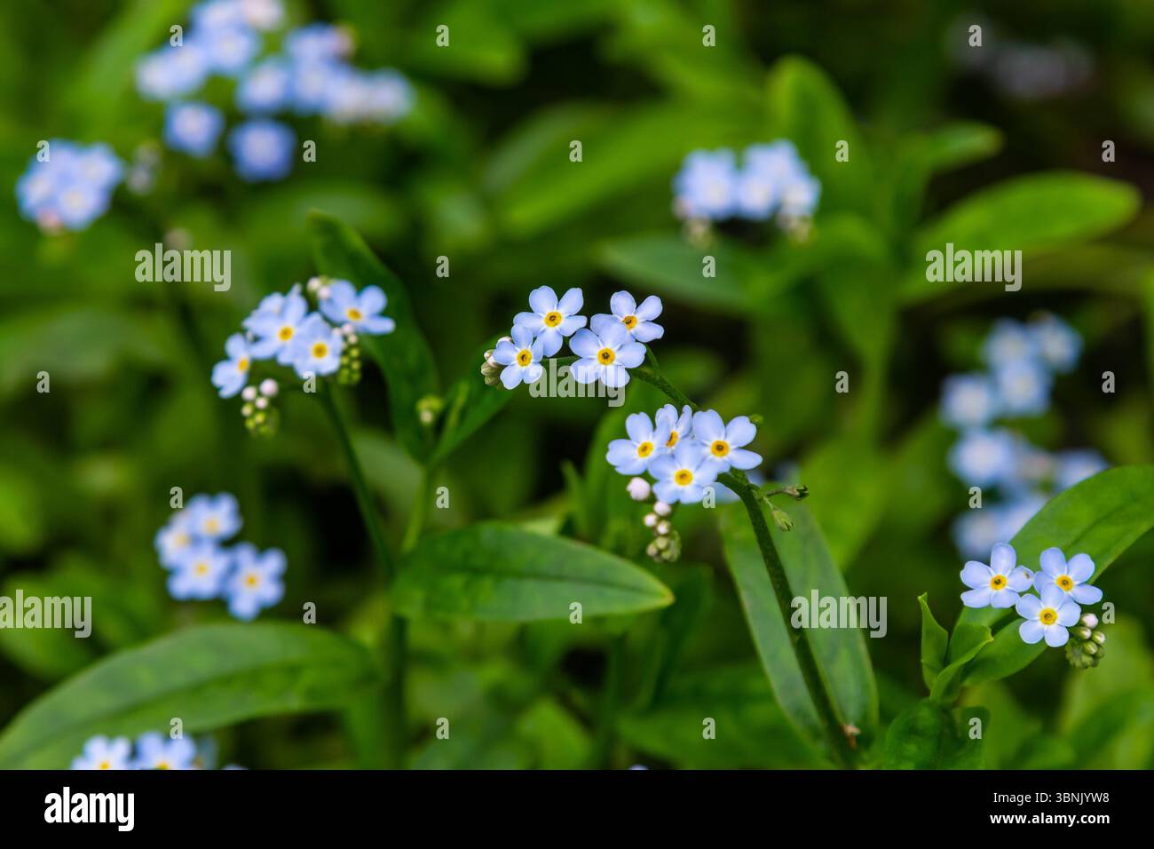 Water forget-me-not Myosotis scorpioides Myosotis palustris Myosotis ...