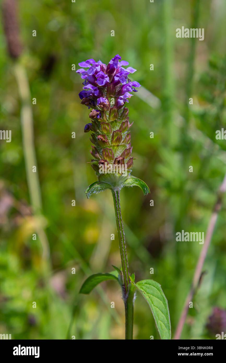 Prunella Vulgaris makro single natural flower, medicinal herbs nature ...