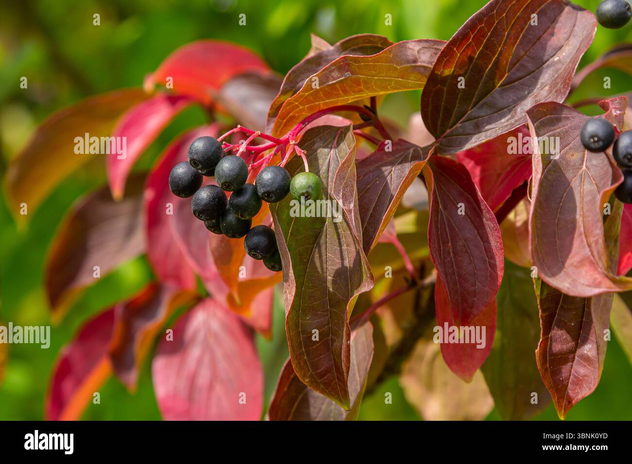 Cornus sanguinea is a perennial plant of the sod family. A tall shrub ...
