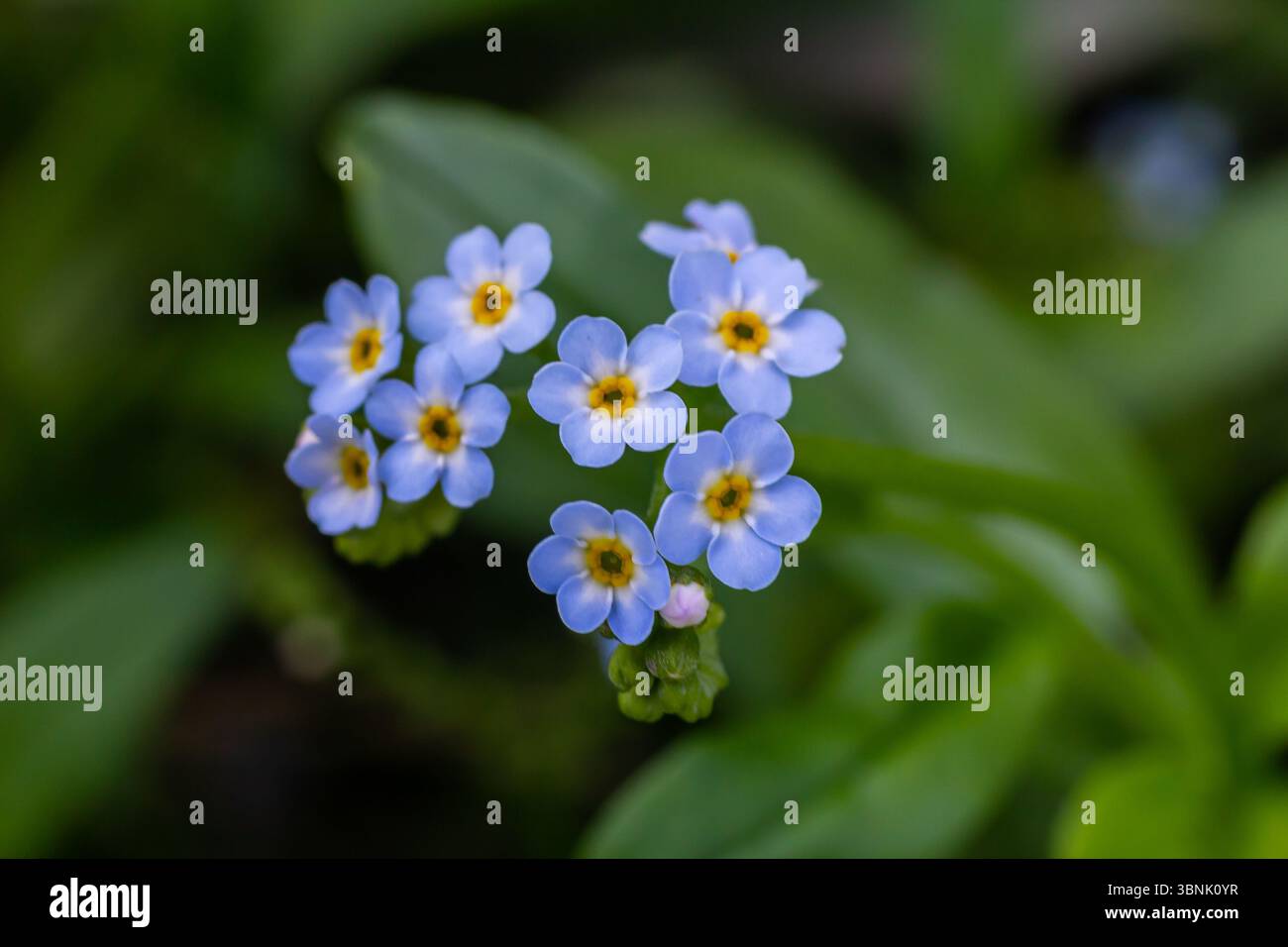 Myosotis scorpioides true or water forget me not. Turkish name Unutma ...