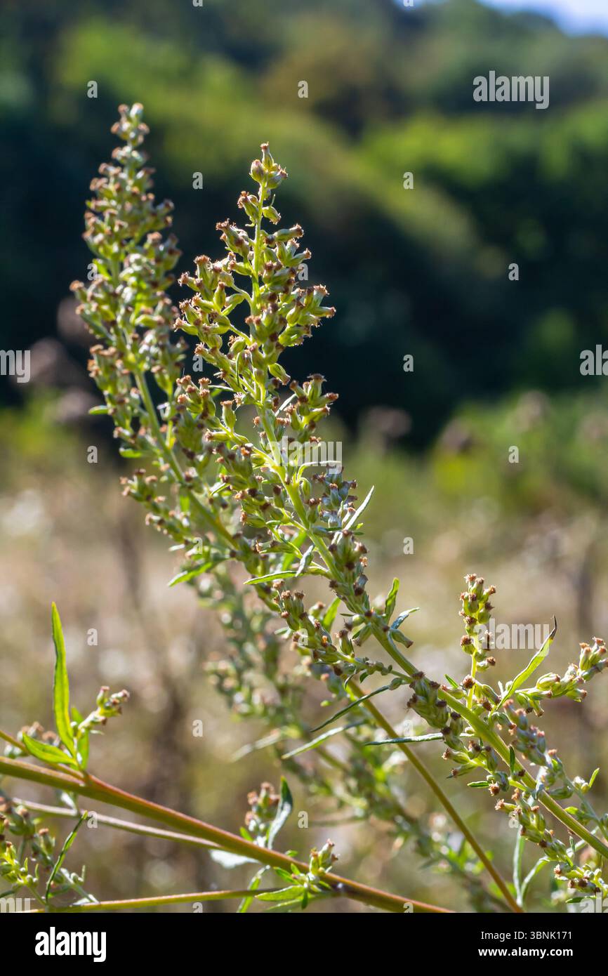 A type of wormwood grows in the wild - Artemisia marschalliana Stock ...