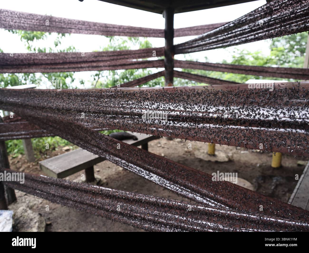 A swarm of lovebugs is near the summit of Gyeyangsan Mountain The so ...