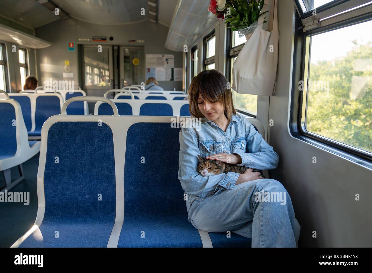 Relaxed calico cat sitting on woman owner laps in train. Female ...