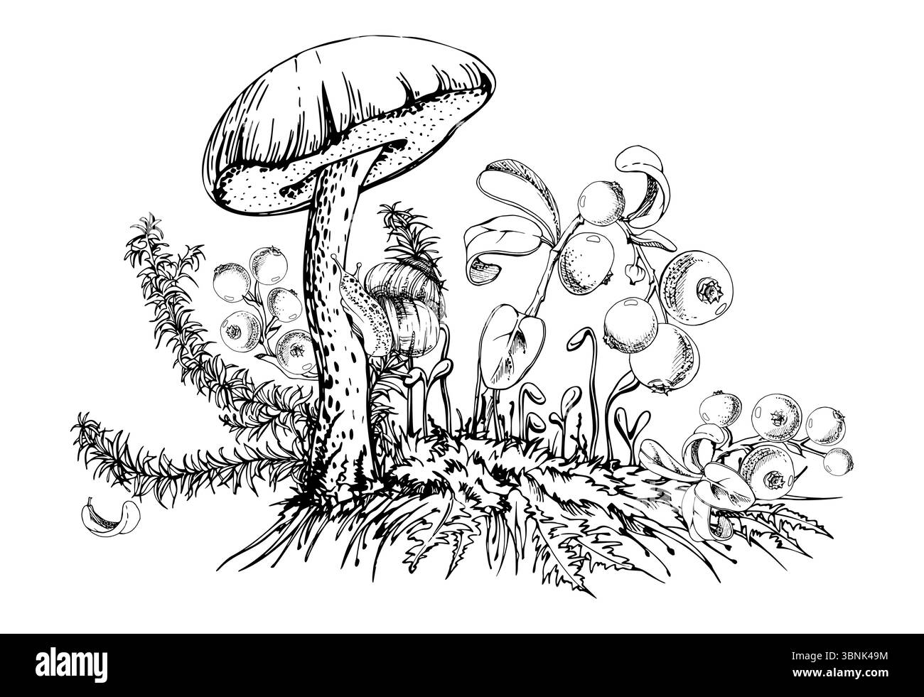 How gill moss Stock Vector Images - Alamy