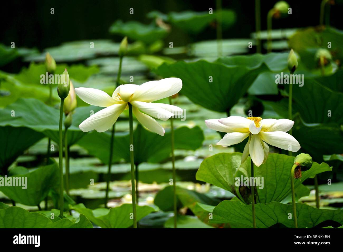 Lotus flowers bloom at the Purple Bamboo Park in Beijing, China, 30 ...