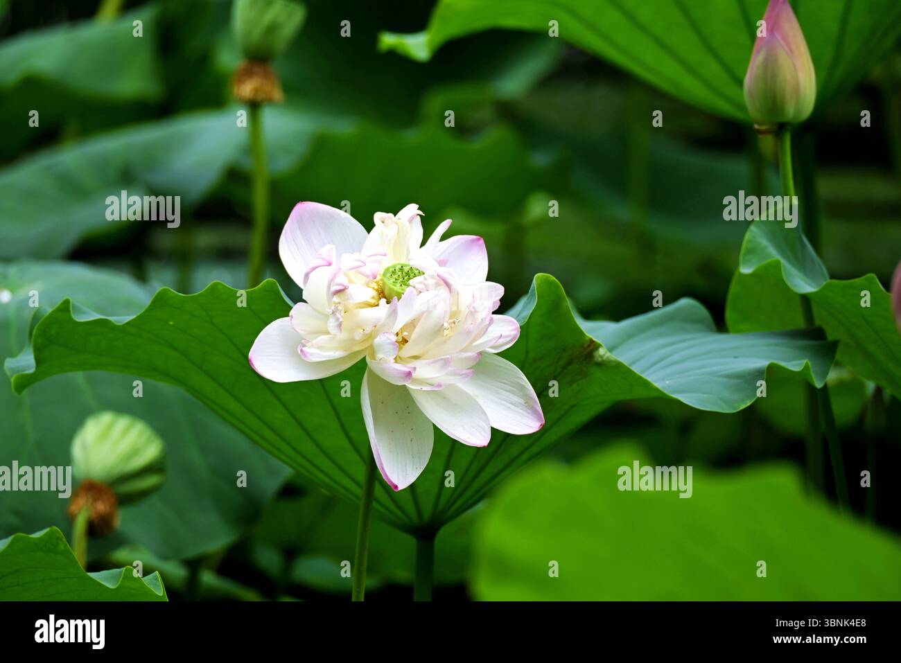 Lotus flowers bloom at the Purple Bamboo Park in Beijing, China, 30 ...