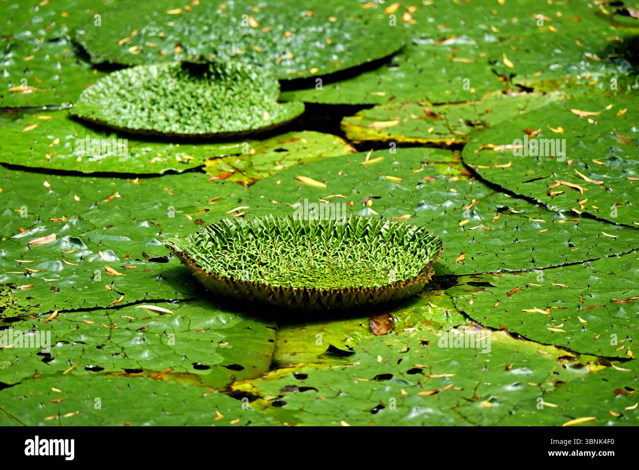 Lotus flowers bloom at the Purple Bamboo Park in Beijing, China, 30 ...